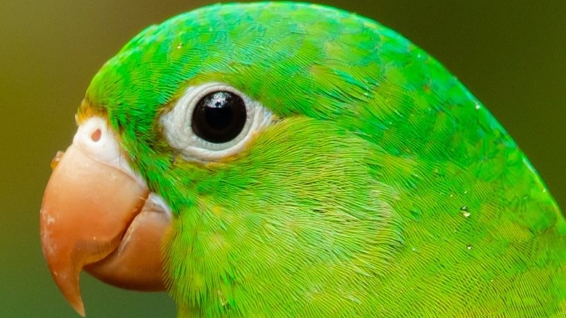 25 Best Gifts for Bird And Nature Lovers - Gifting Area